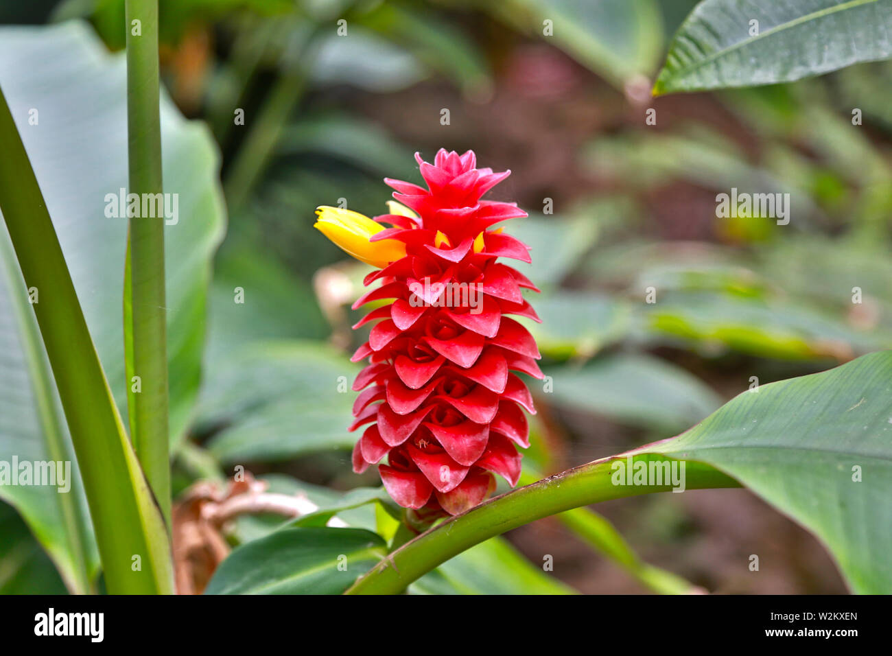 Alpinia purpurata, costus barbatus, red ginger, called ostrich plume ...