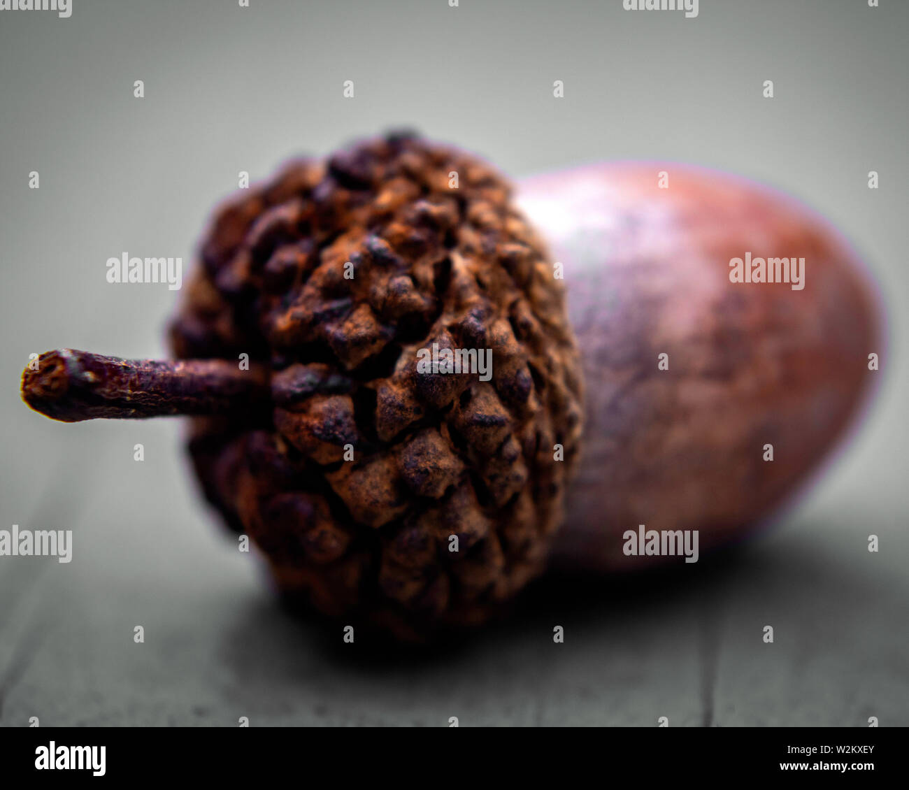 Tree with acorn Stock Photo - Alamy