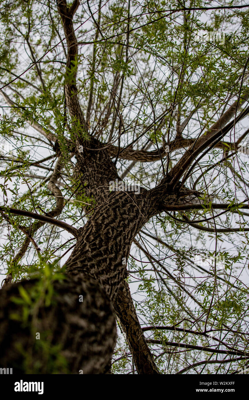 Tree with acorn Stock Photo - Alamy