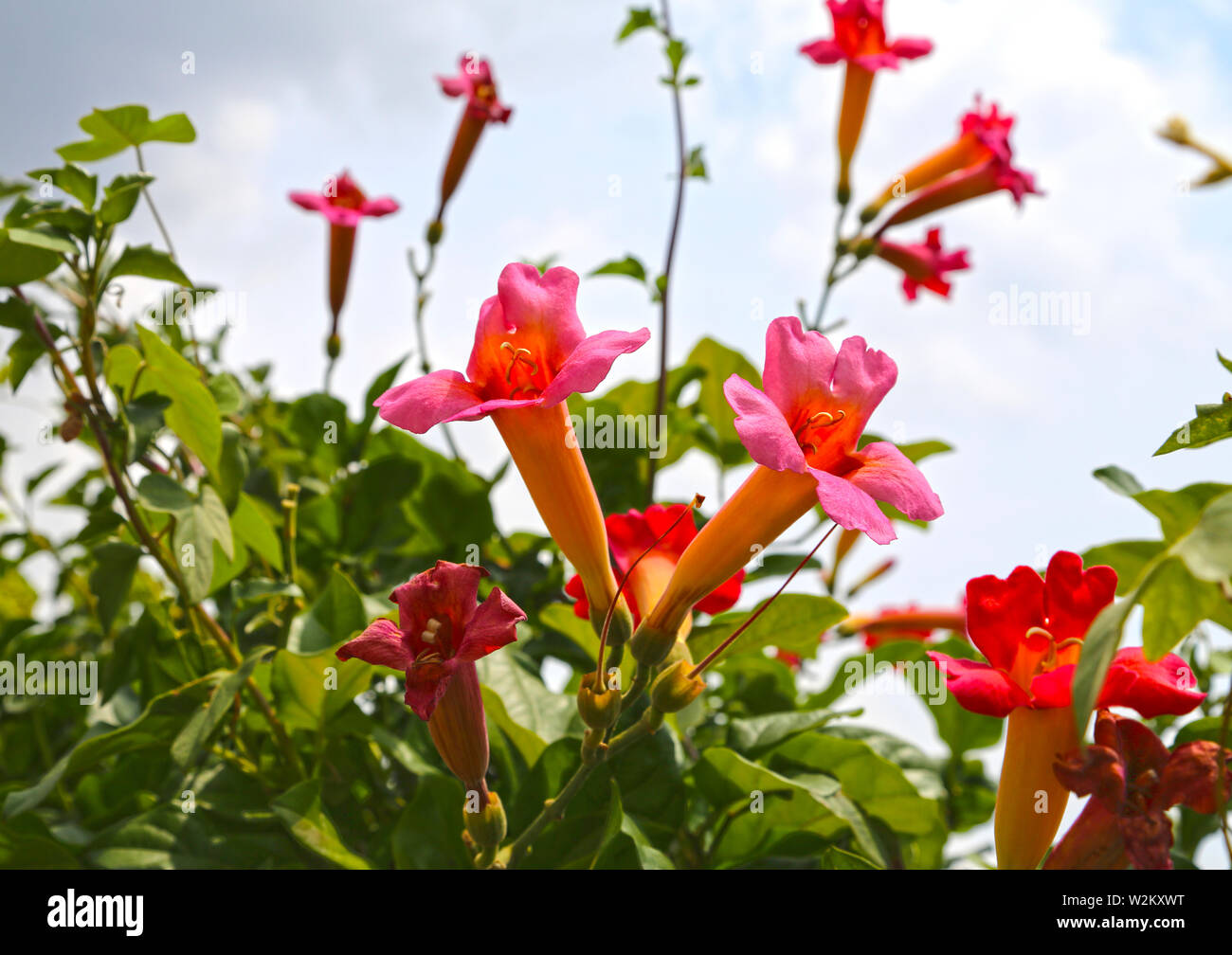Tropical plant with red flowers campsis radicans, trumpet vine or ...
