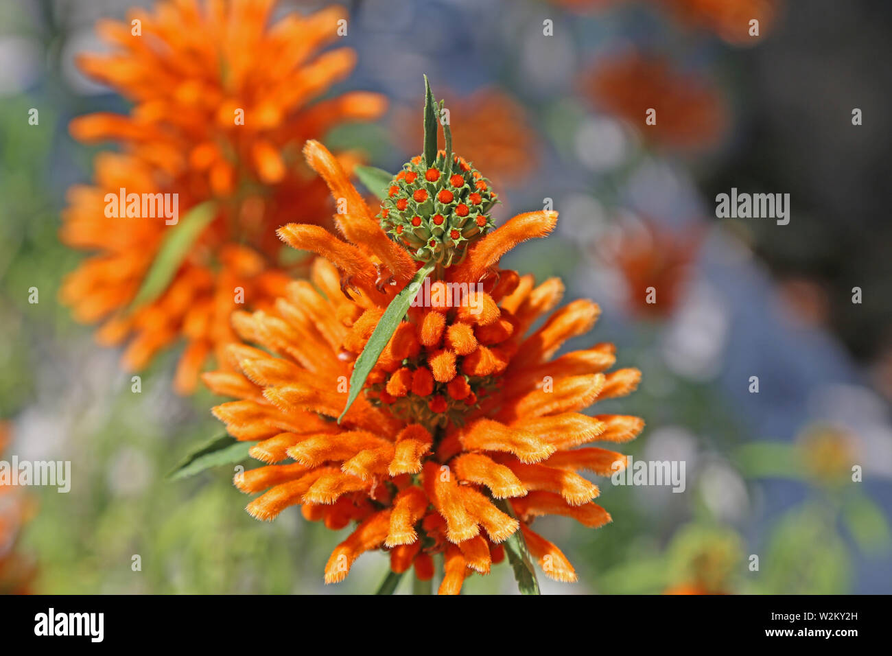 Red leonotis hi-res stock photography and images - Alamy