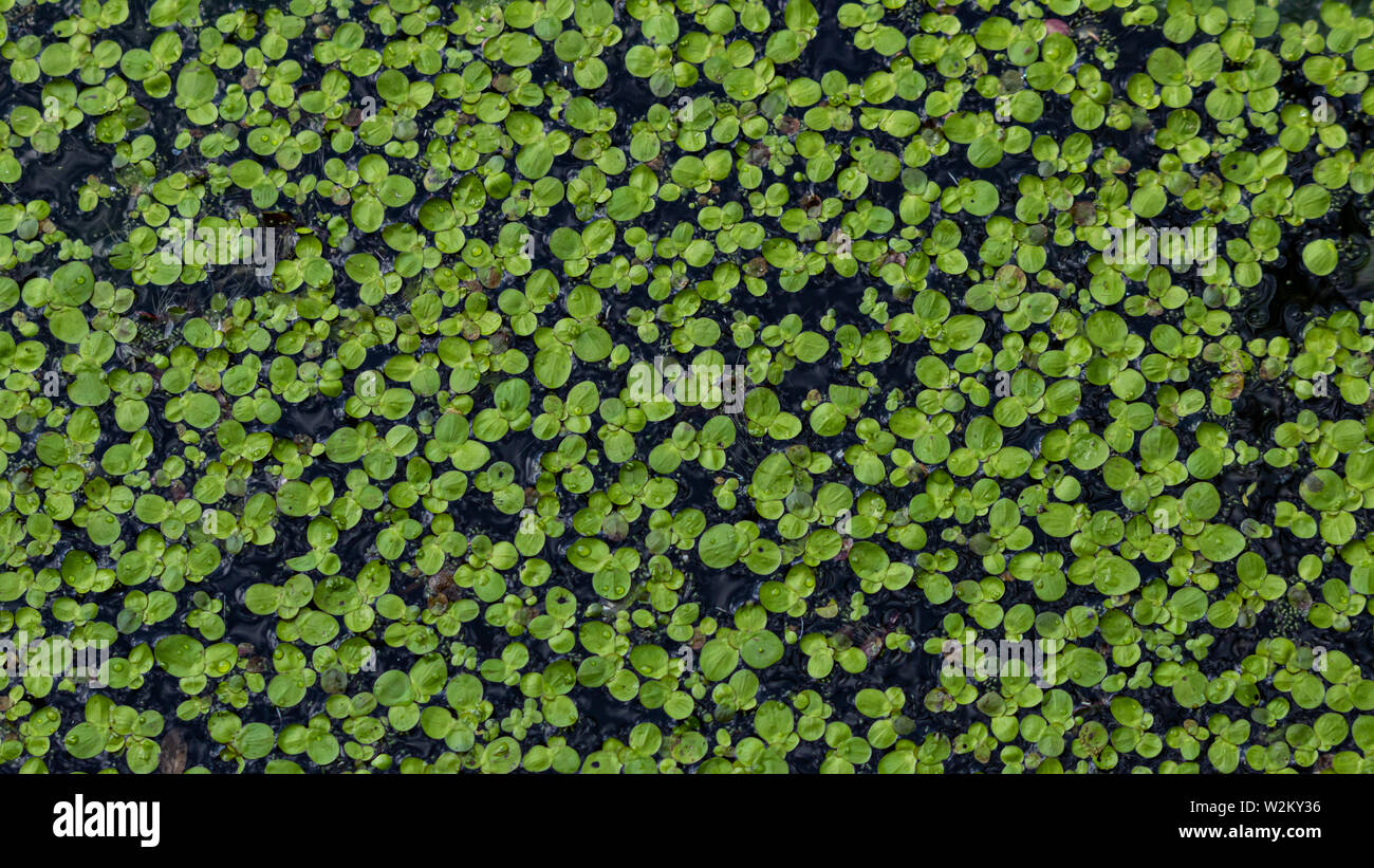 Green duckweed in pond hi-res stock photography and images - Alamy