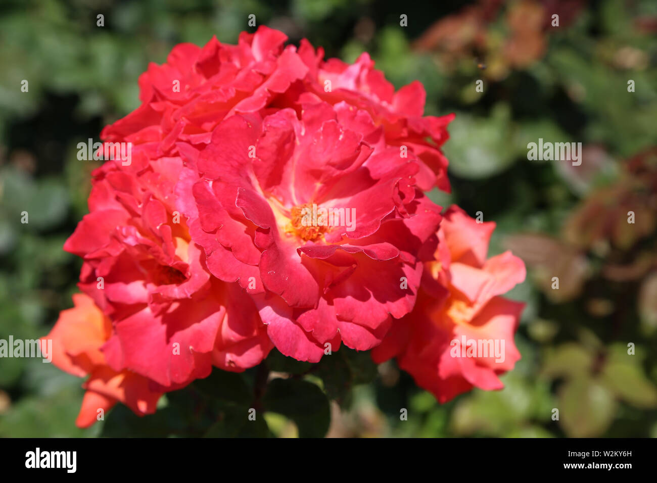 Red rose flower with green leaves on a background of bushes lit by the ...