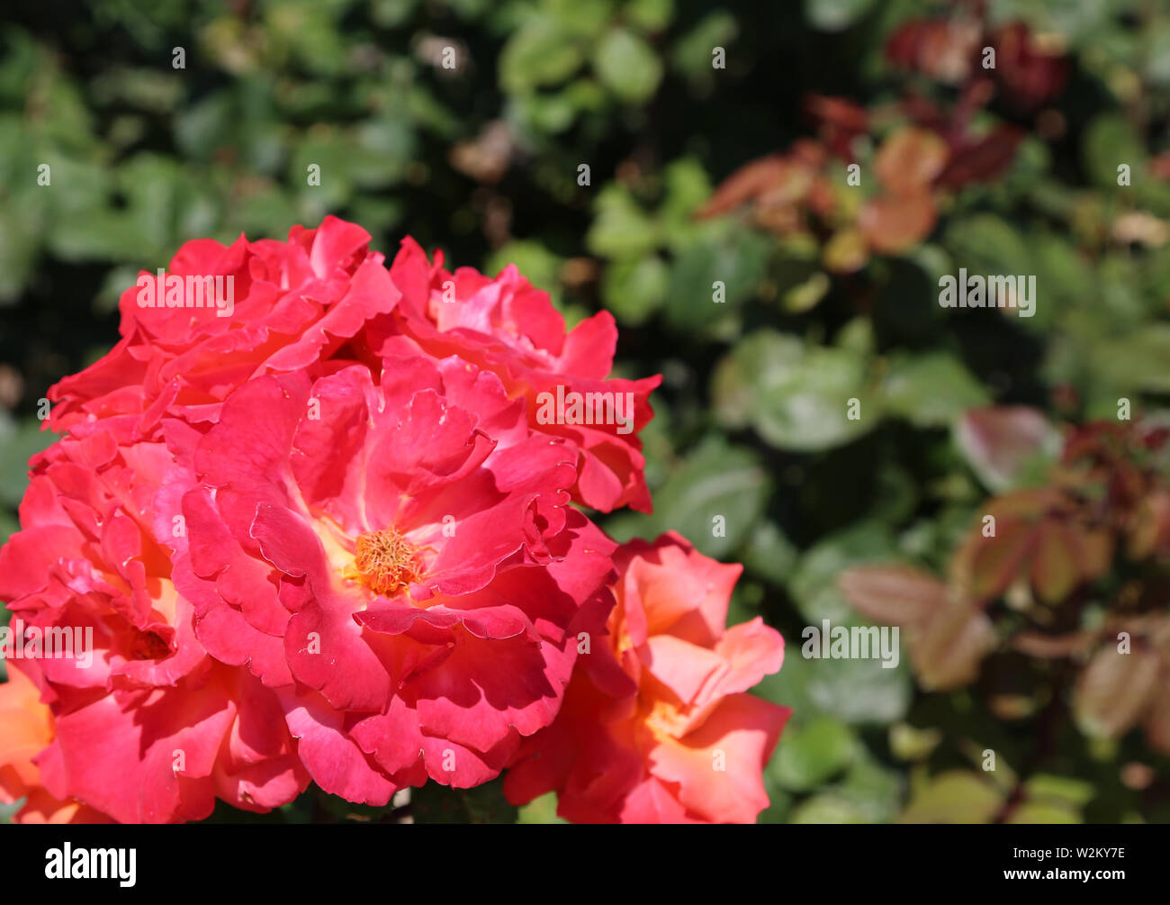 Red rose flower with green leaves on a background of bushes lit by the ...