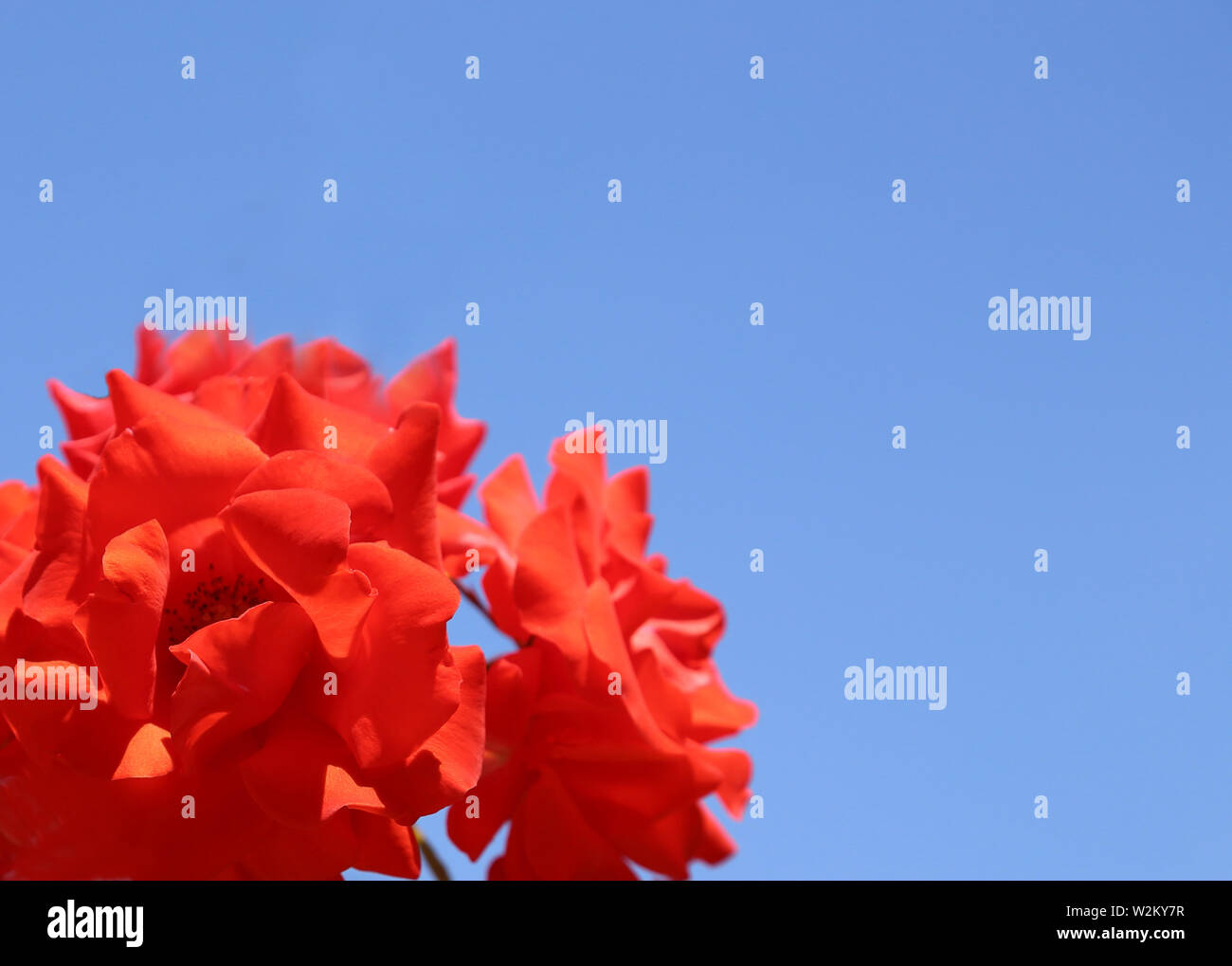 Two red roses against the blue sky background Stock Photo - Alamy