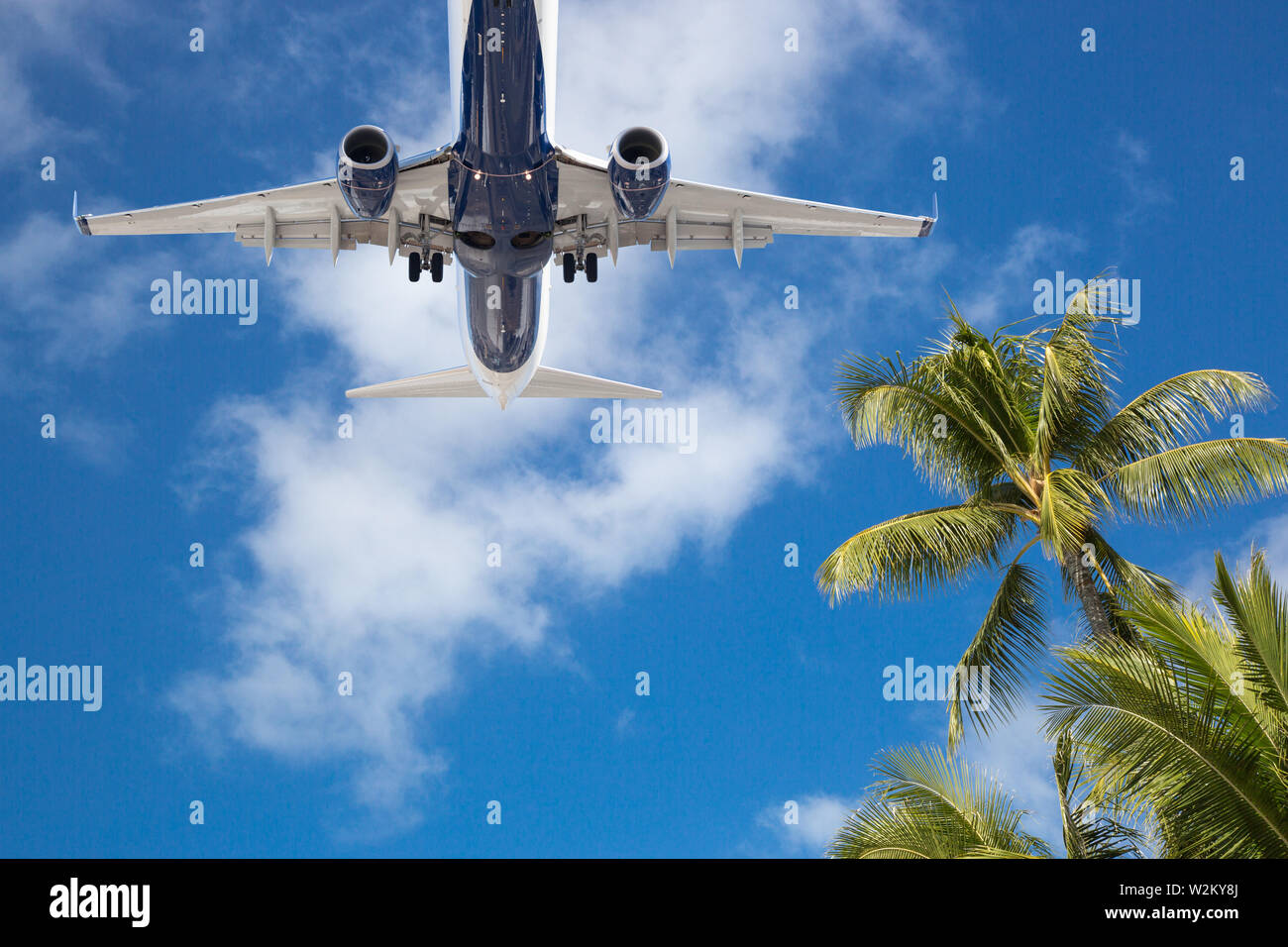 Bottom View of Passenger Airplane Flying Over Tropical Palm Trees Stock ...