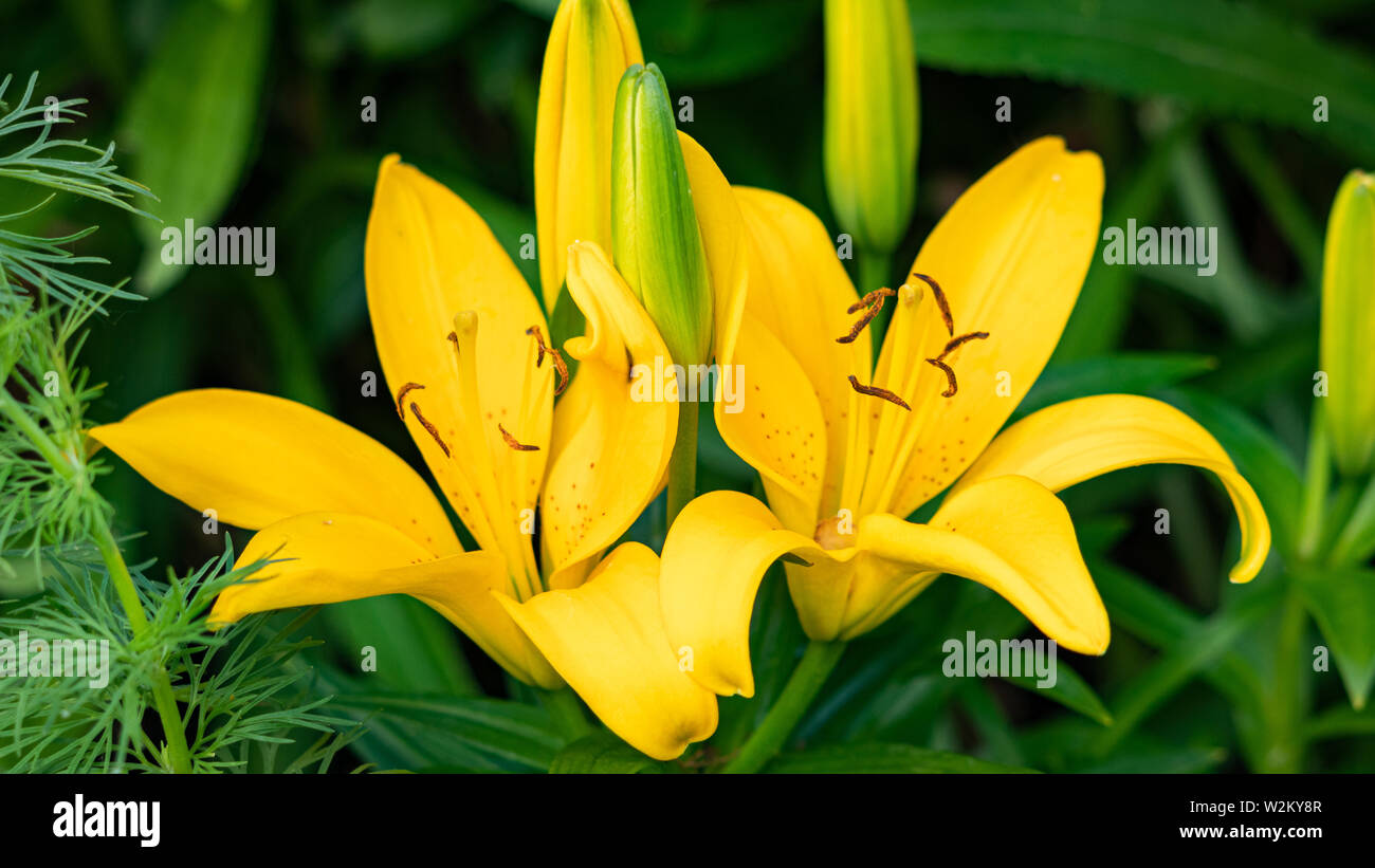 Colorado floral hi-res stock photography and images - Alamy