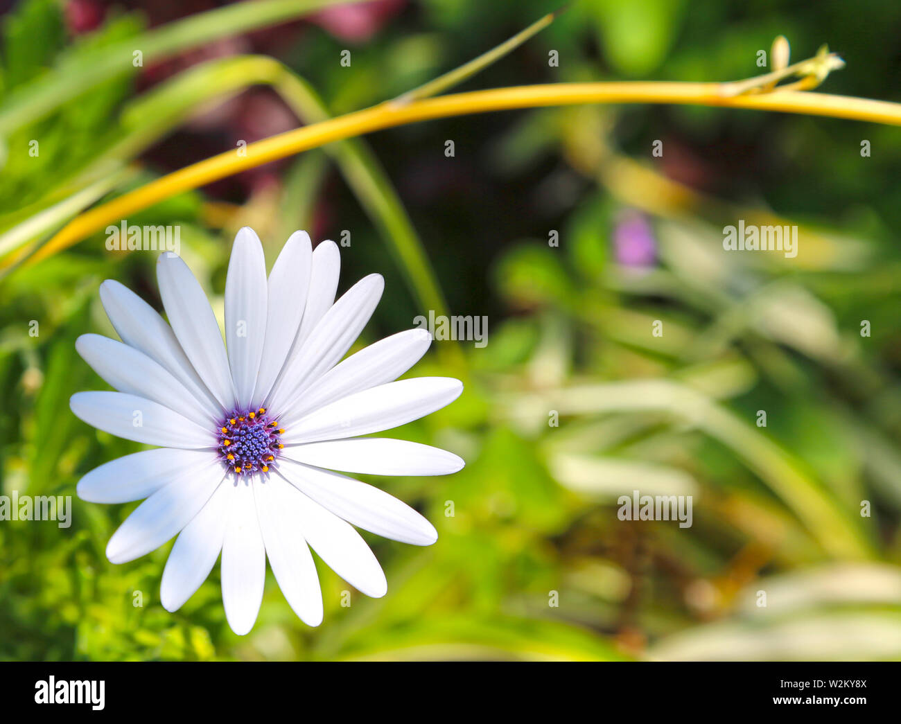 White tropical flower African Moon, Dimorphotheca Pluvialis ...