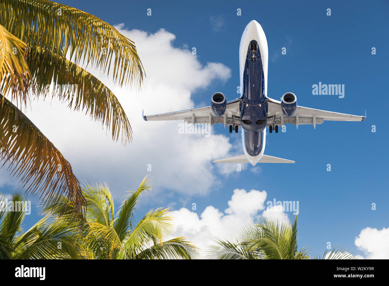 Bottom View of Passenger Airplane Flying Over Tropical Palm Trees Stock ...