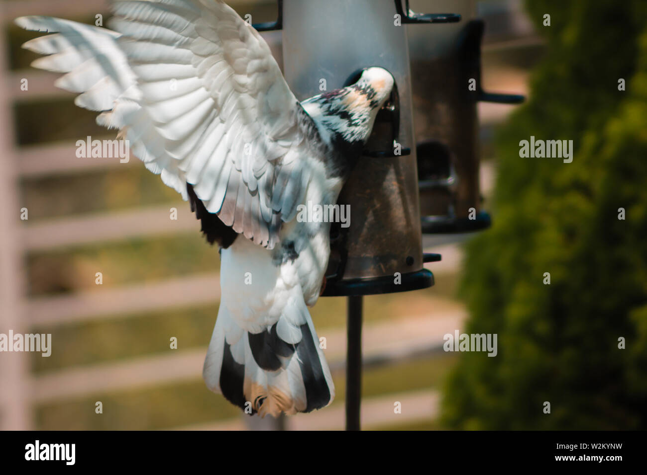 Large Pigeon eating at a feeder at the Frederik Meijer Gardens Stock ...