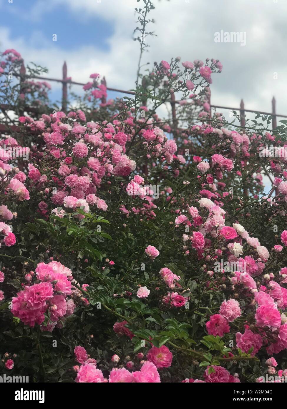 Beautiful fresh roses in nature. Natural background, large ...