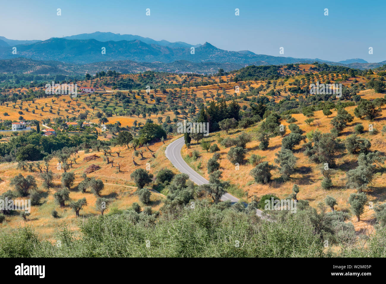 Plantation of olives on the background of the blue sky. View of olive ...
