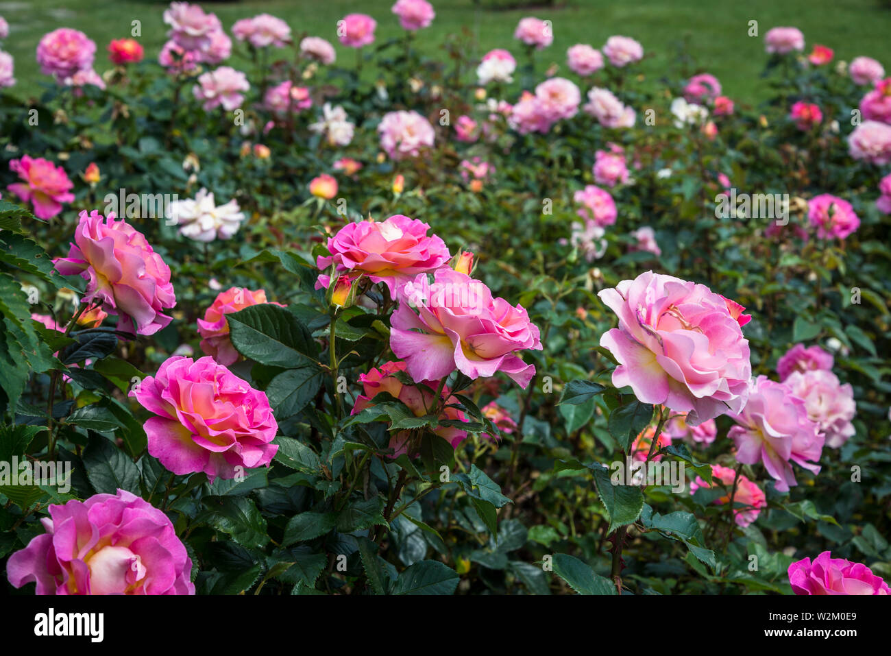 Rose 'Pink Paradise', Parc de la Tête d'or or Park of the Golden Head ...