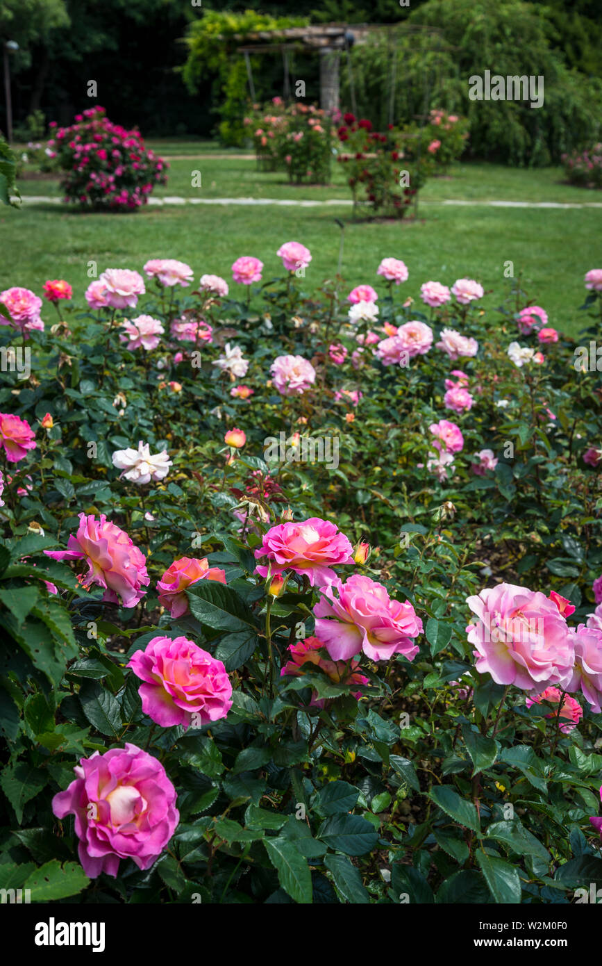 'pink paradise' rose hi-res stock photography and images - Alamy