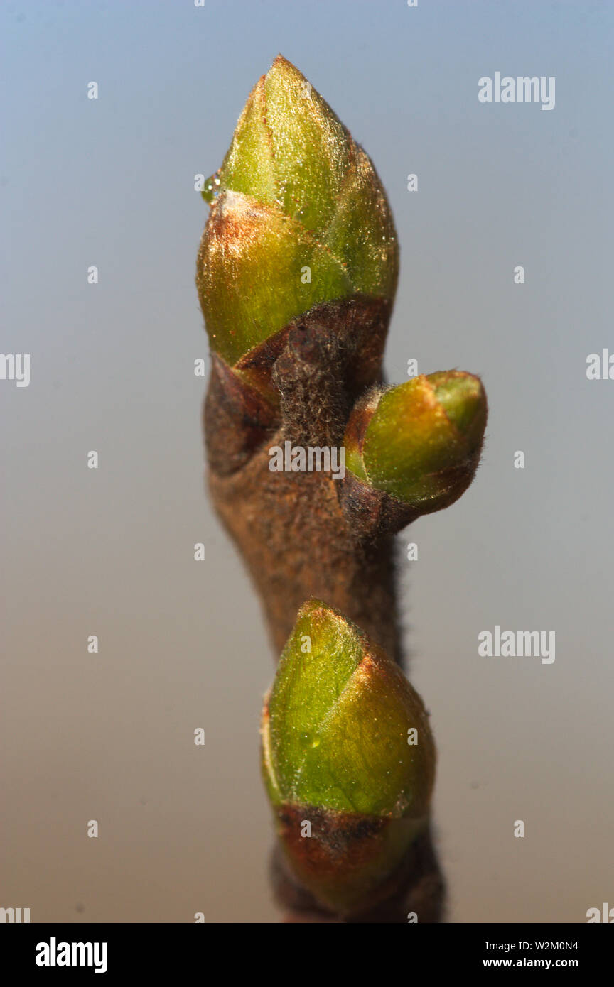 Persimmon tree sapling hi-res stock photography and images - Alamy