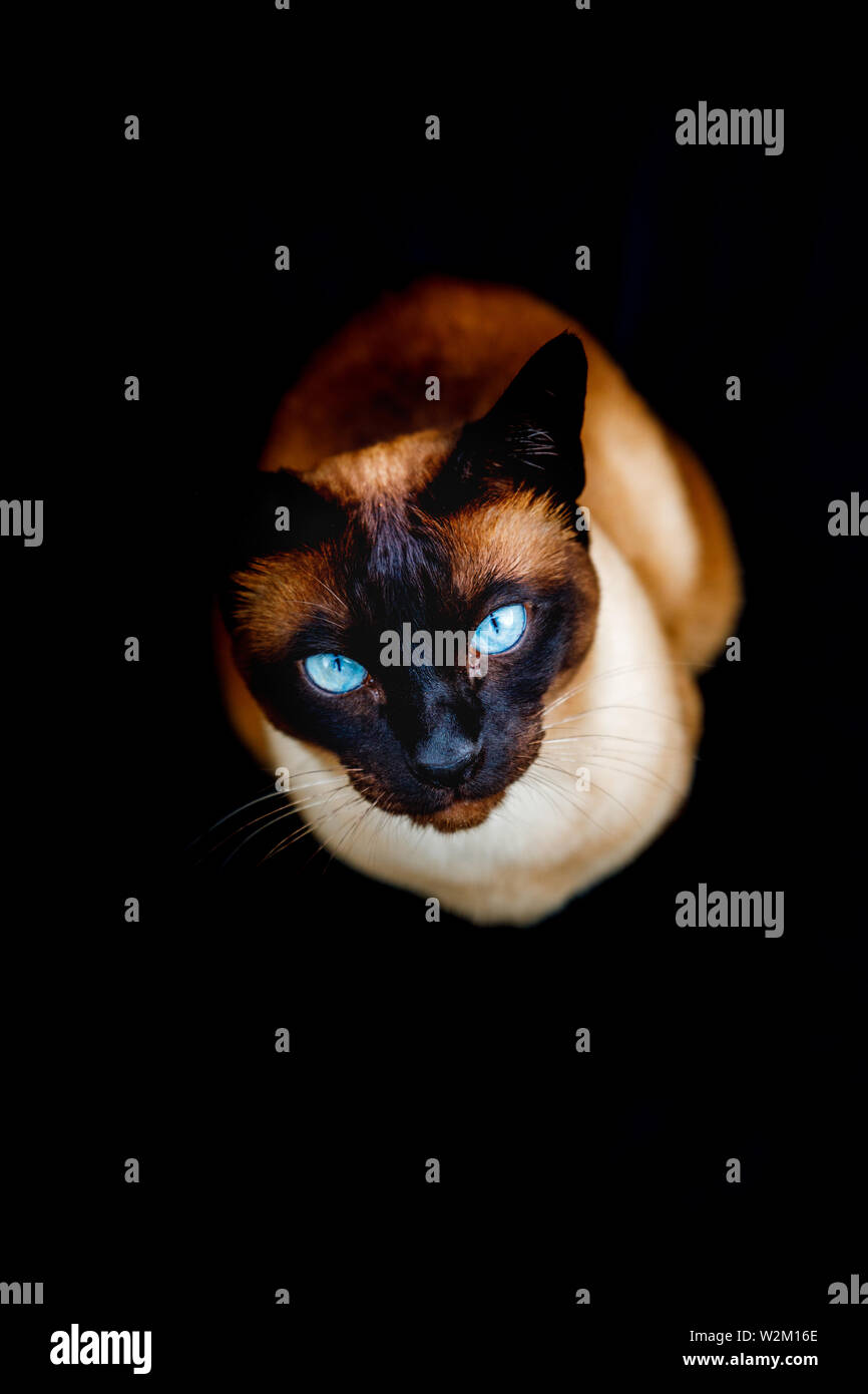 Thai siam cat with blue eyes on black background Stock Photo - Alamy