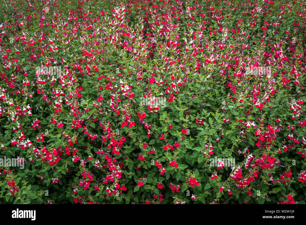Flowering Salvia microphylla, the baby sage, Graham's sage, or ...