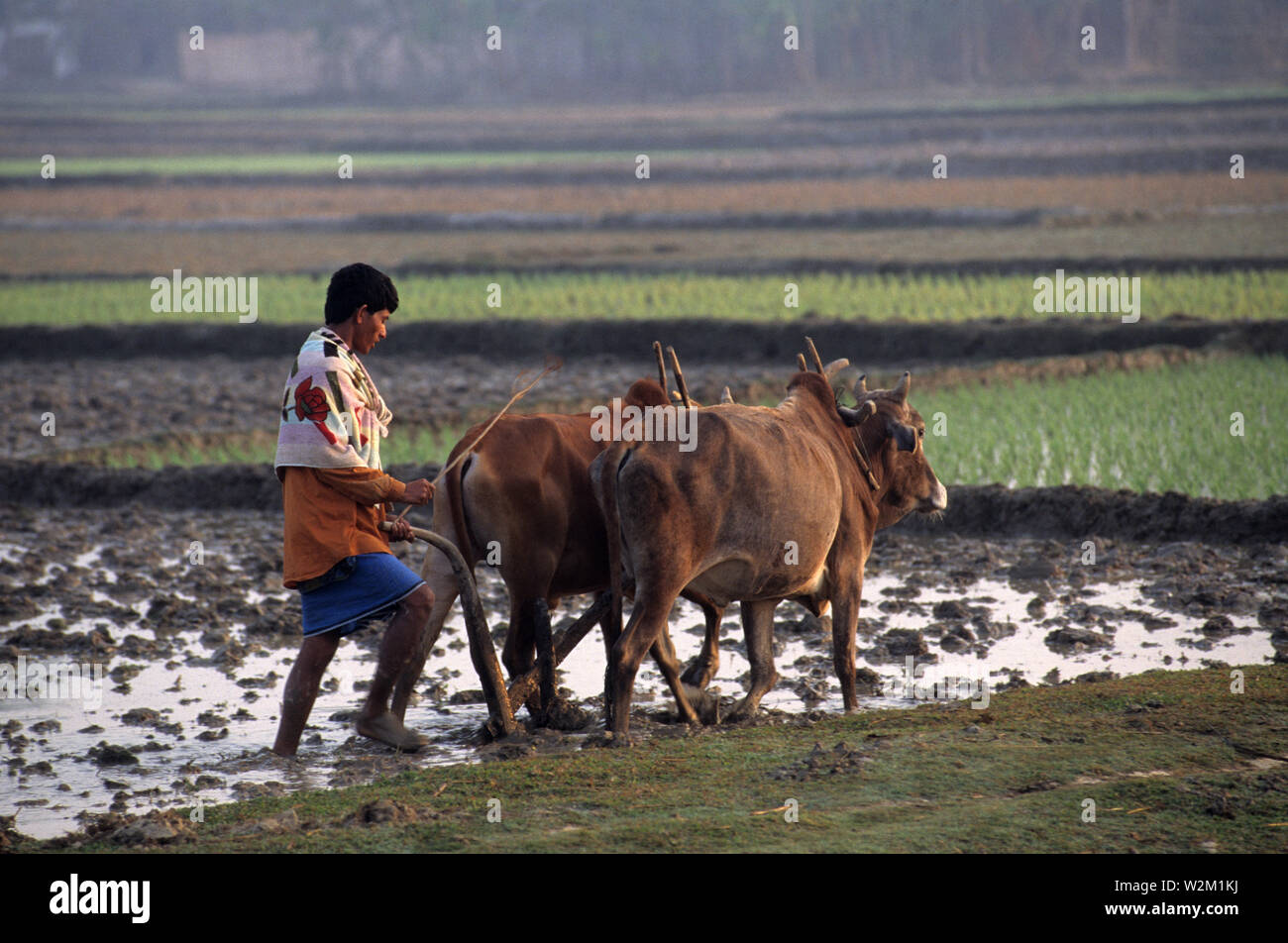Small plots of land make mechanised tilling uneconomical. Cows are ...
