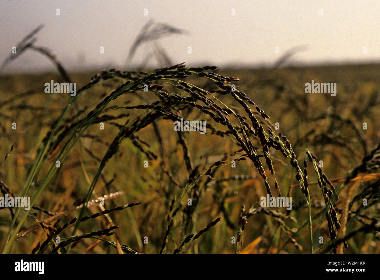 Paddy field fertiliser hi-res stock photography and images - Alamy