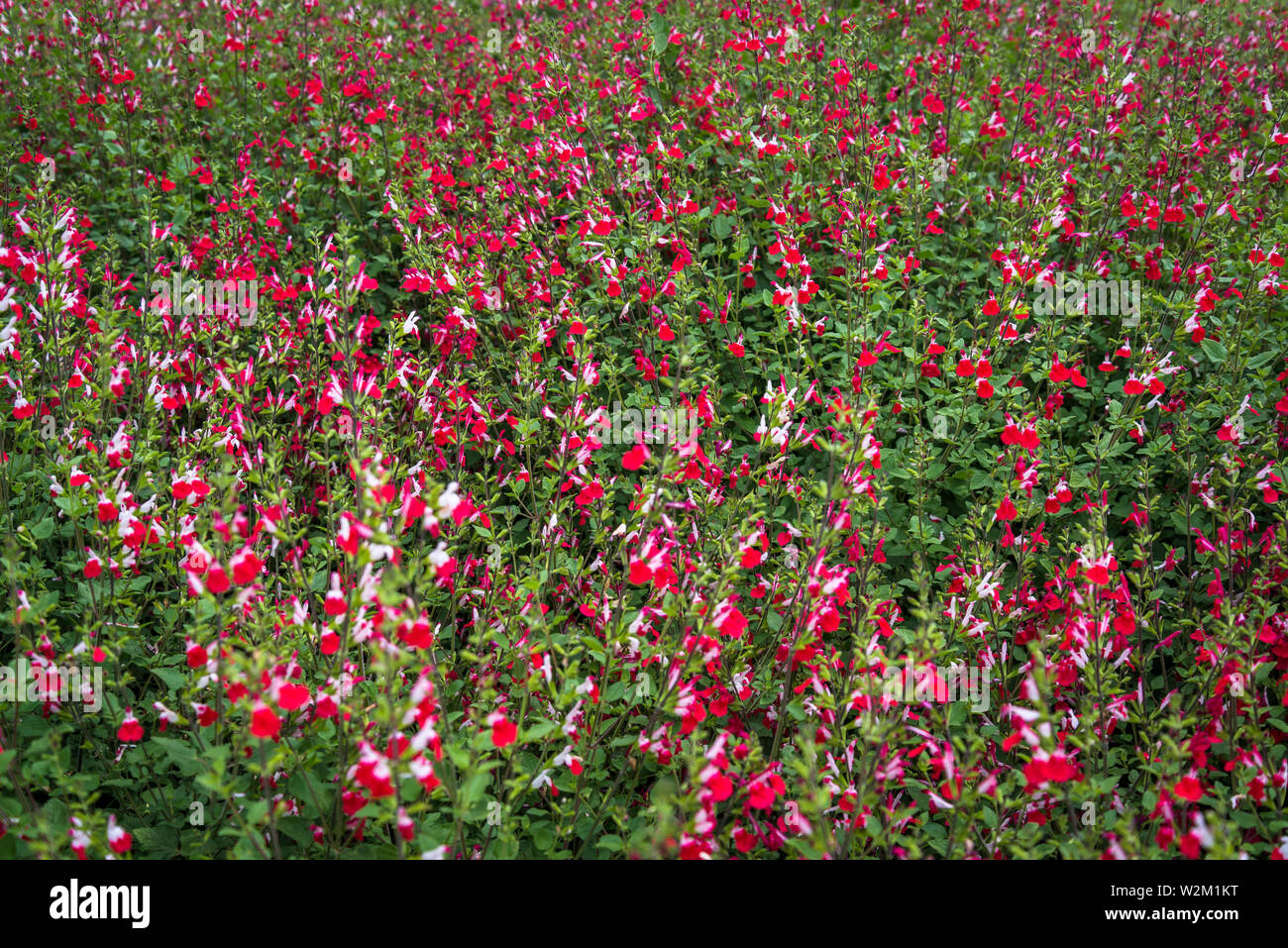 Flowering Salvia microphylla, the baby sage, Graham's sage, or ...