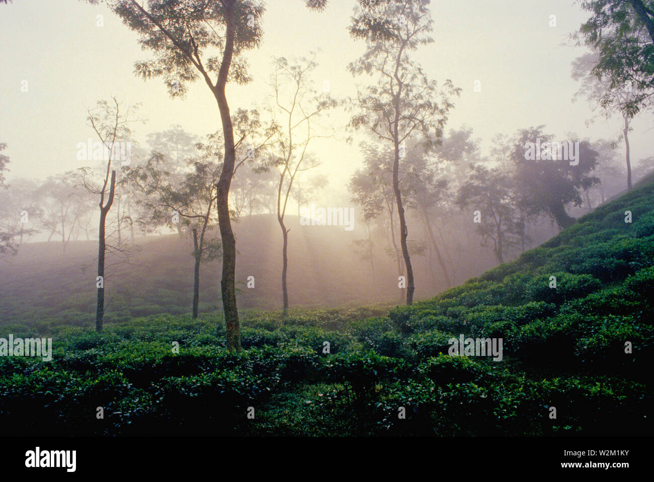 Tea is a major industry in Bangladesh and grows in the low hills of ...