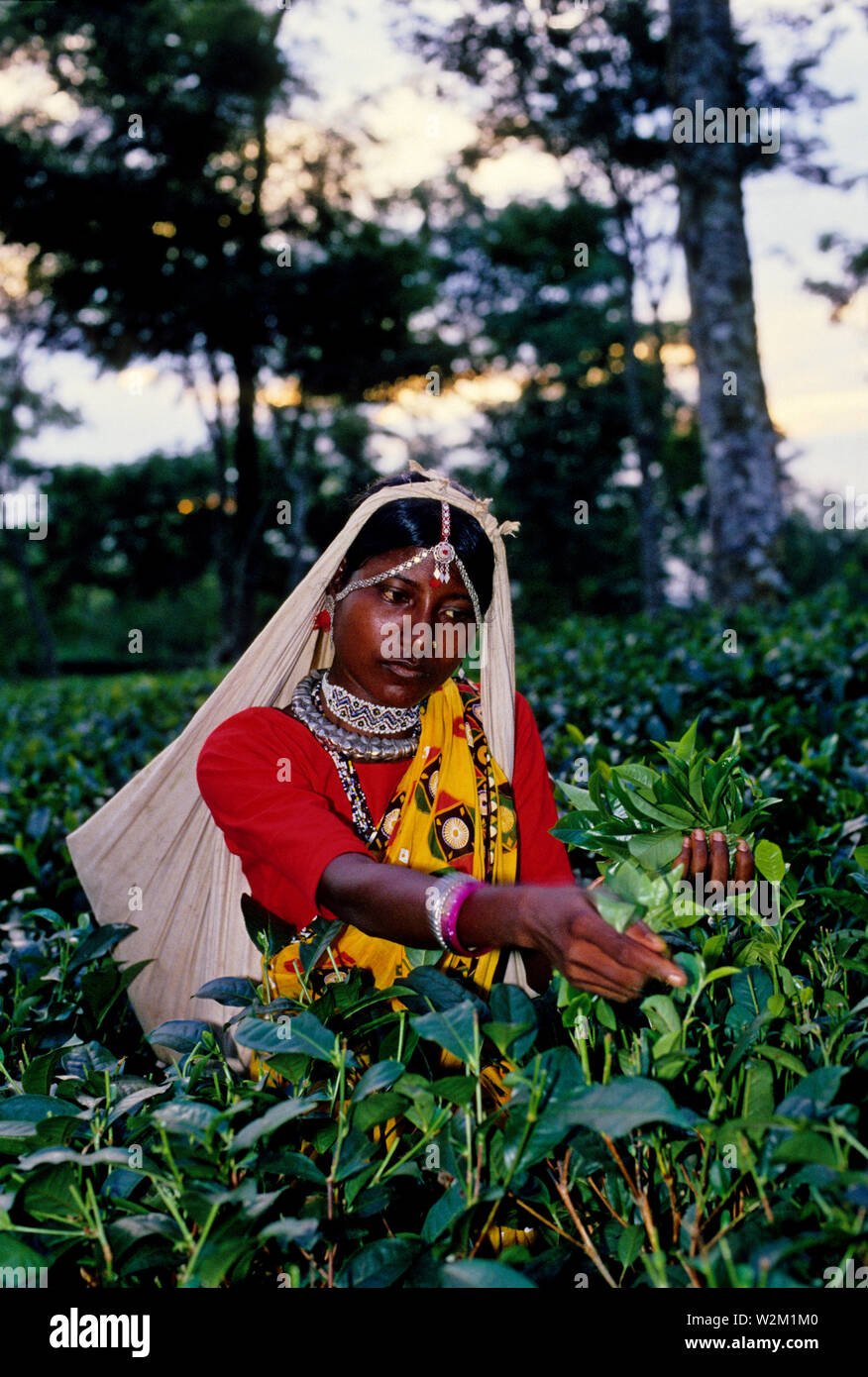 Tea is a major industry in Bangladesh and grows in the low hills of ...