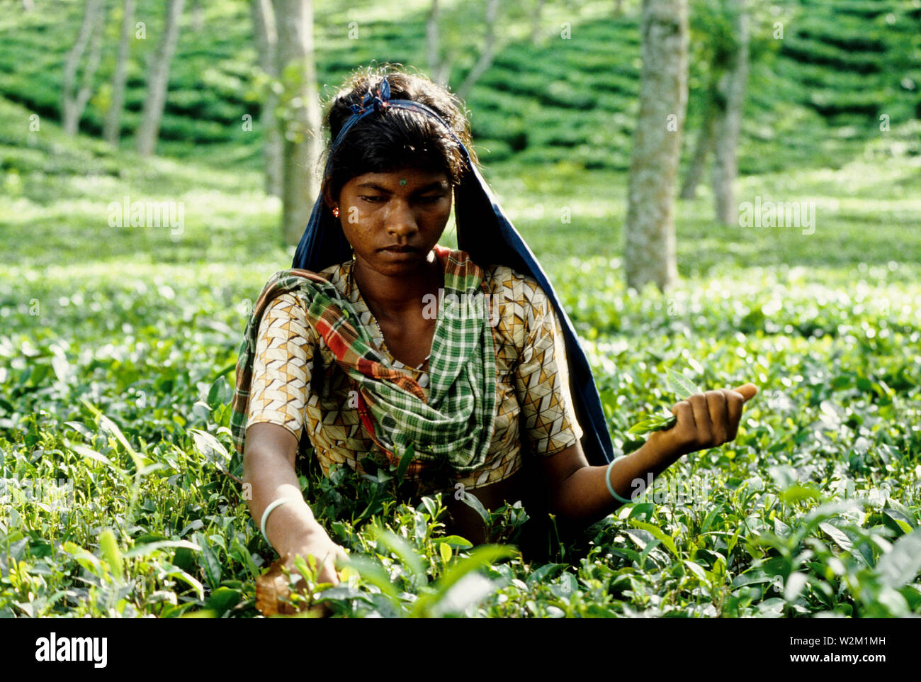 Tea is a major industry in Bangladesh and grows in the low hills of ...