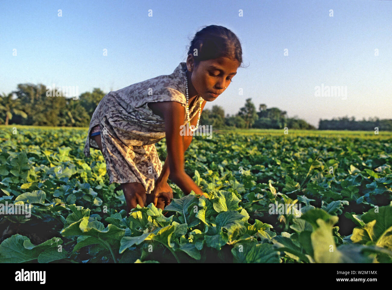 It is common for rural children to help their parents in the field. It ...