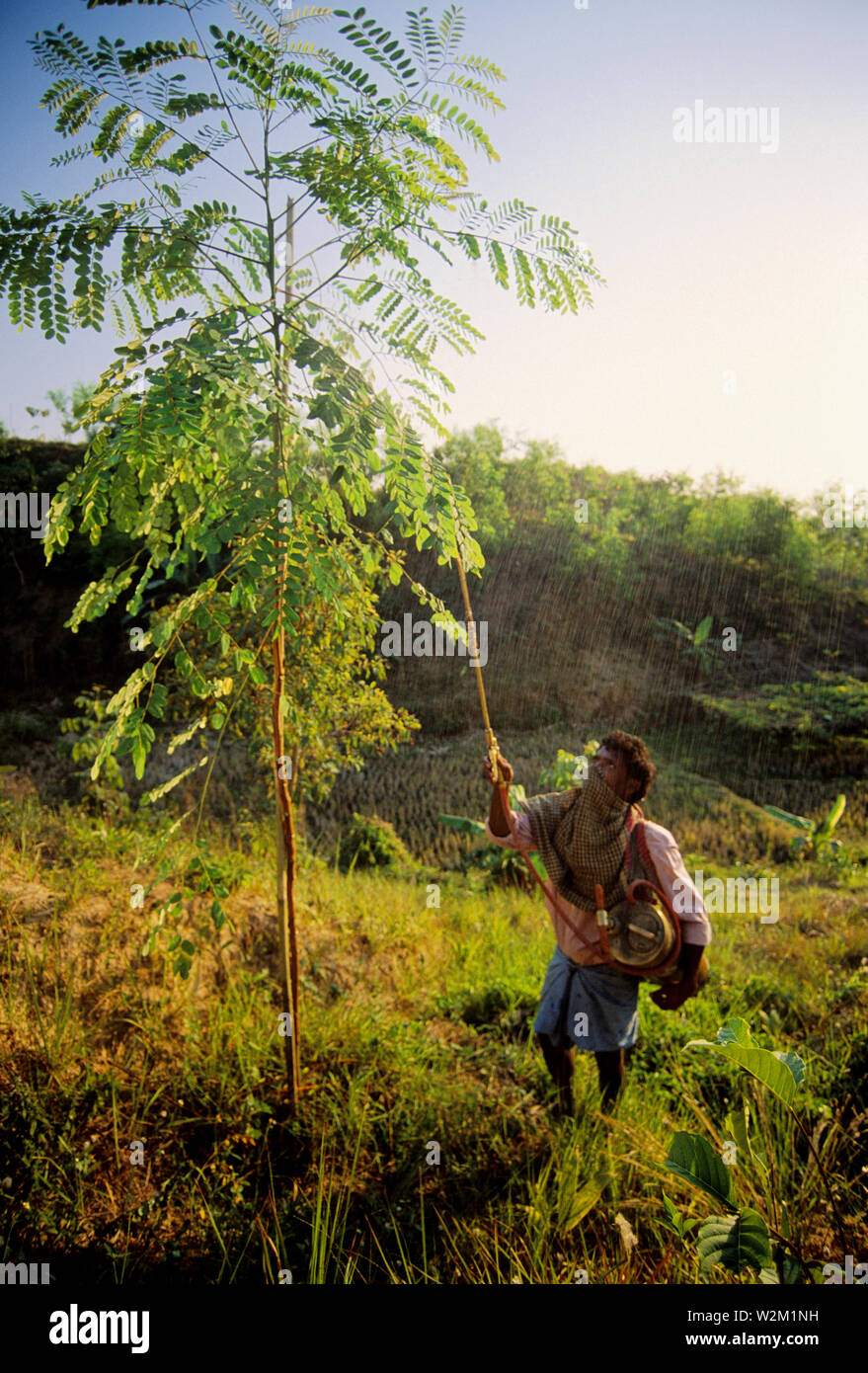 The Synergy Foundation, a Dutch NGO, plants trees through a programme ...
