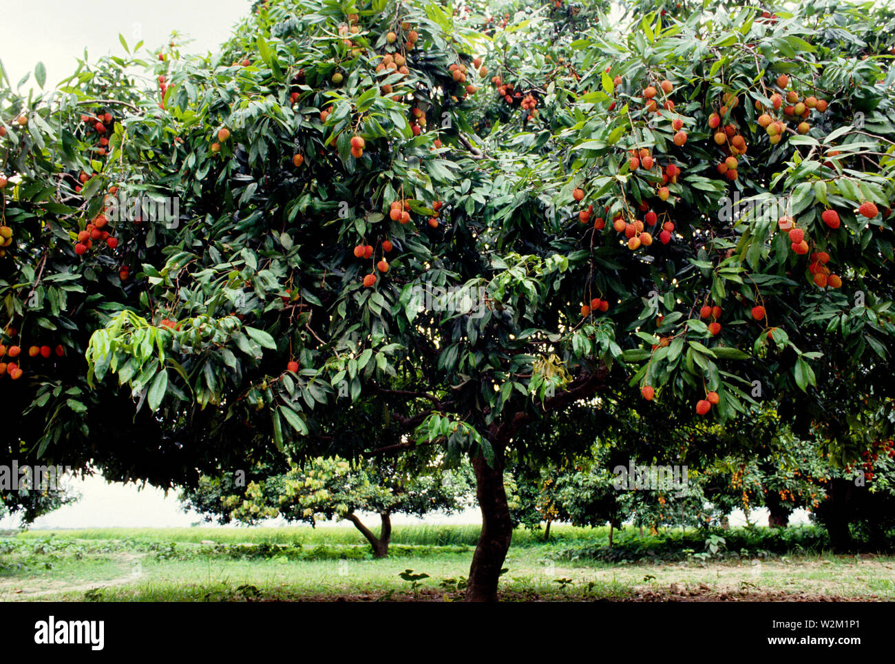 Lychees are a popular fruit, which grows in the summer season. A tree ...
