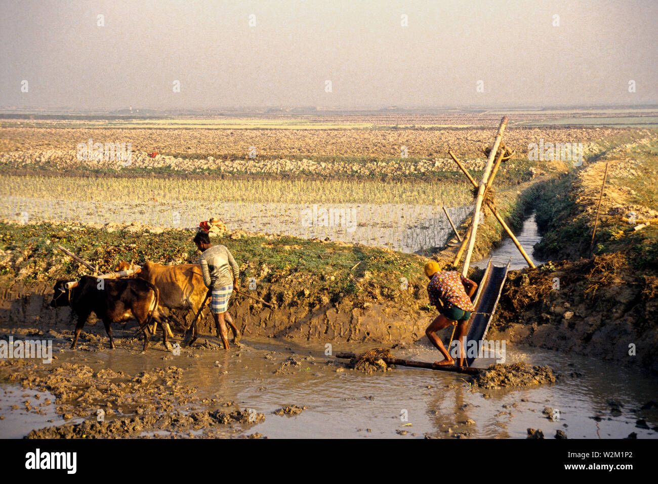 Small plots of land make mechanised tilling uneconomical. Cows are ...