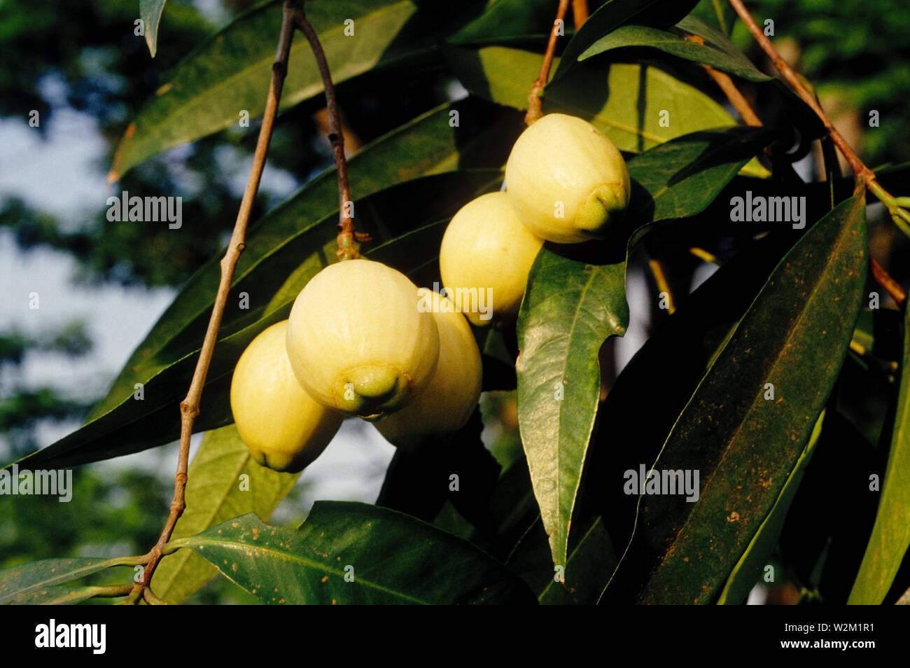 The Golap Jam is sweet and has a roselike mellow fragrance. With loss ...