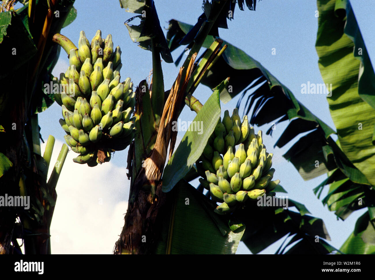 Bananas are plentiful in Bangladesh. Raw bananas are also used in ...