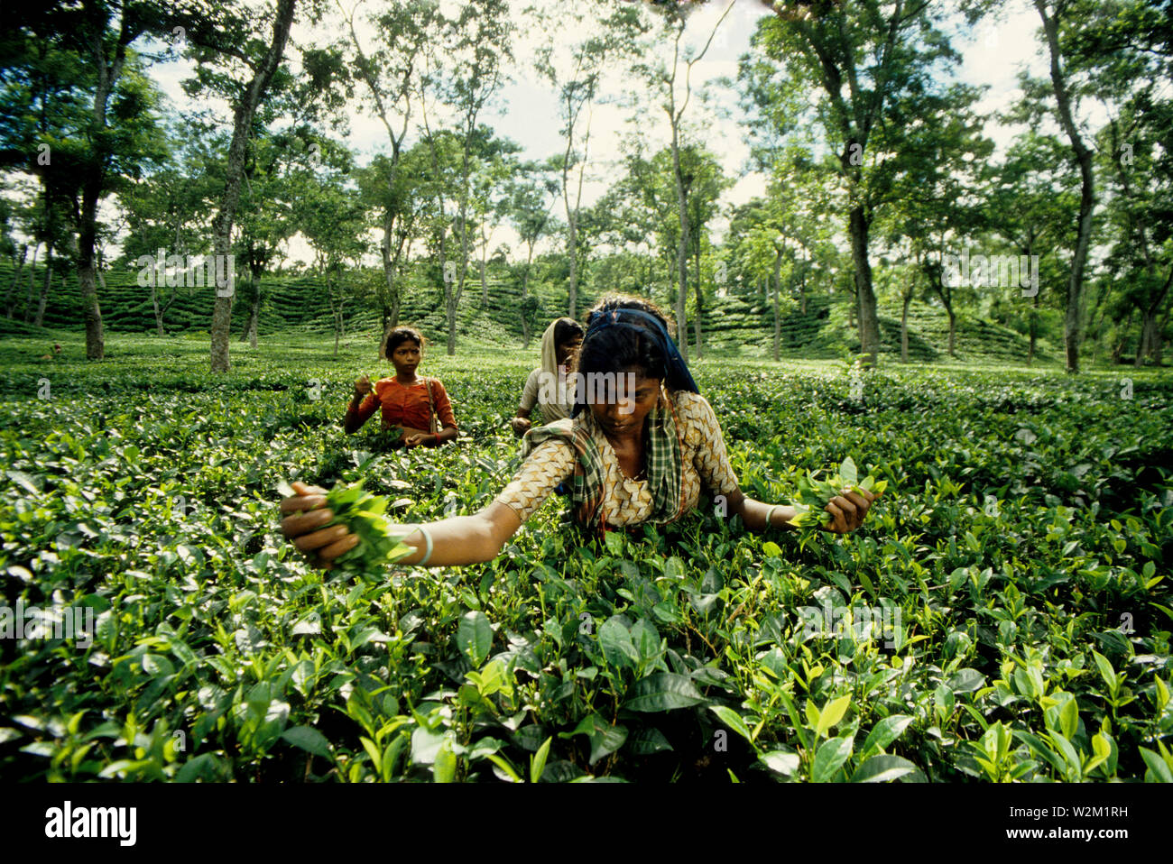 Tea is a major industry in Bangladesh and grows in the low hills of ...