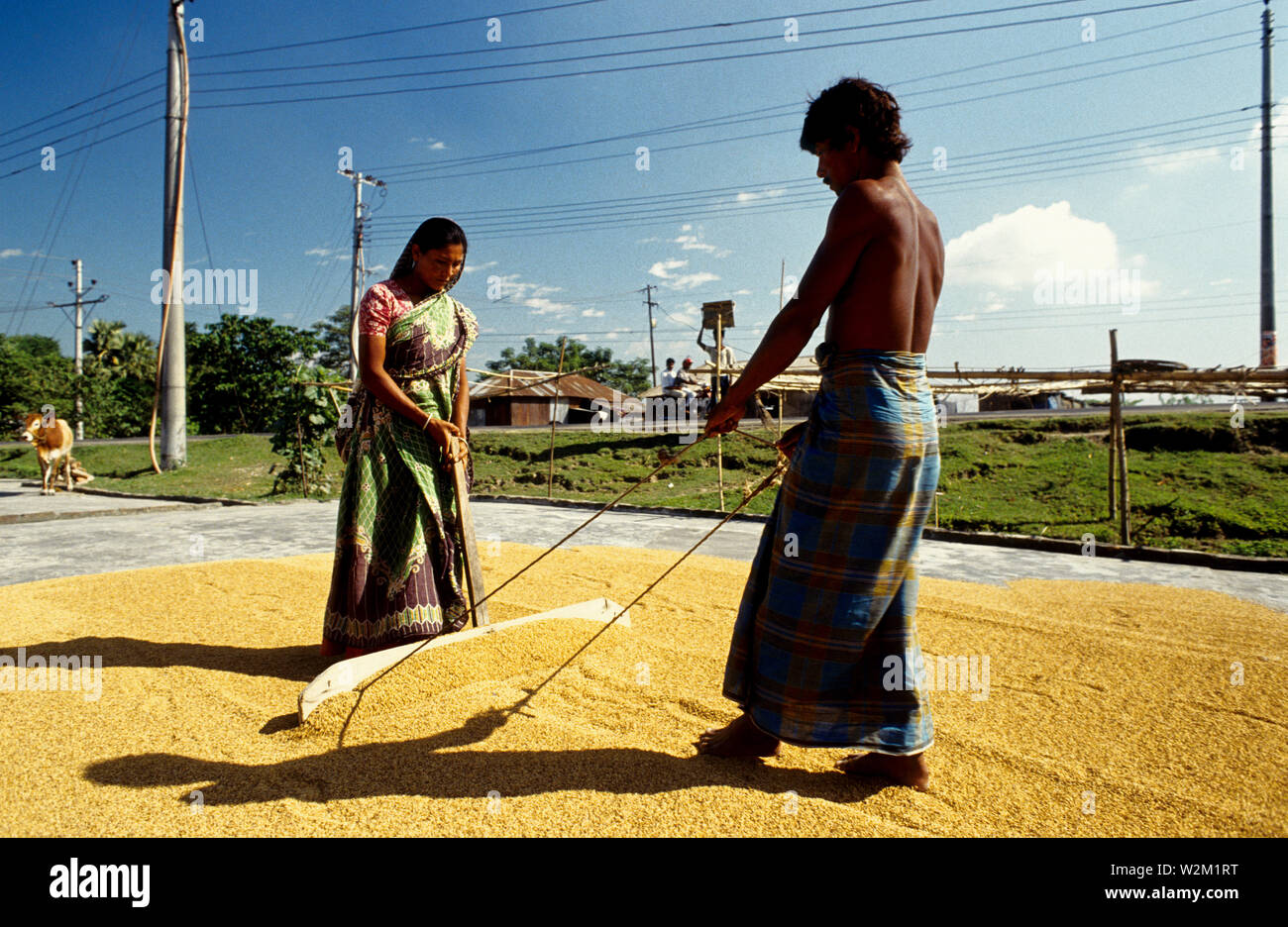 Drying parboiled rice. Pabna. Bangladesh. The rice is spread out ...