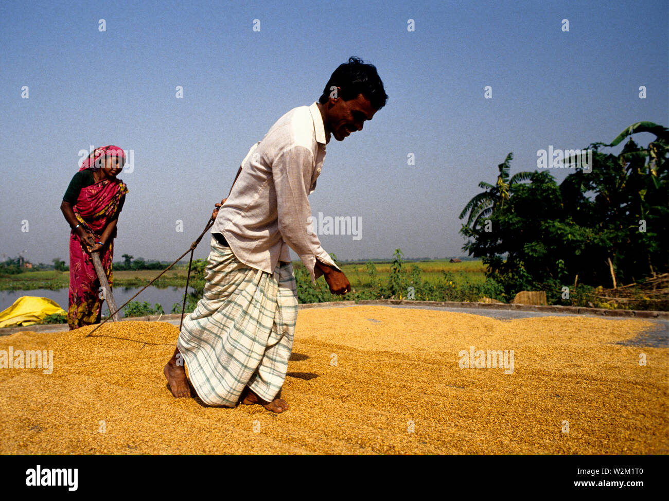 Drying parboiled rice. Pabna. Bangladesh. The rice is spread out ...