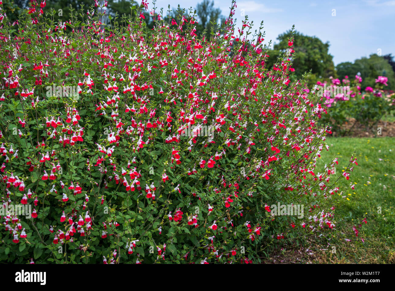 Flowering Salvia microphylla, the baby sage, Graham's sage, or ...