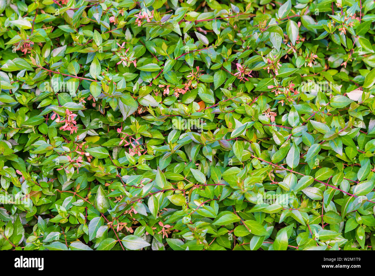 Green leaves hedge with pink flowers as background Stock Photo - Alamy