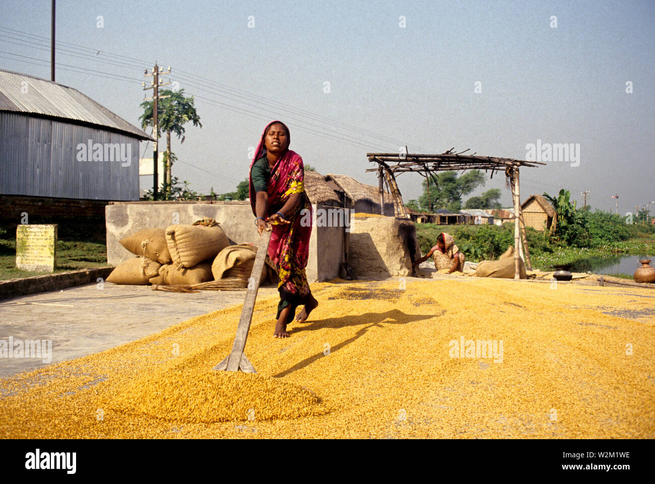 Wind drying and husking parboiled rice in Bangladesh. The rice is ...