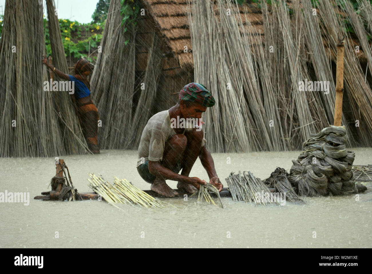 A farmer stripping jute fiber. This year’s extraction of the fiber was ...