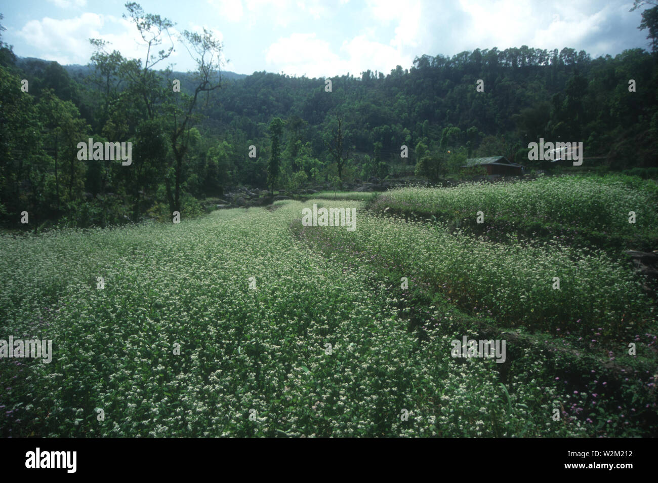 Sikkim has great biodiversity, with a range of flora and fauna growing ...