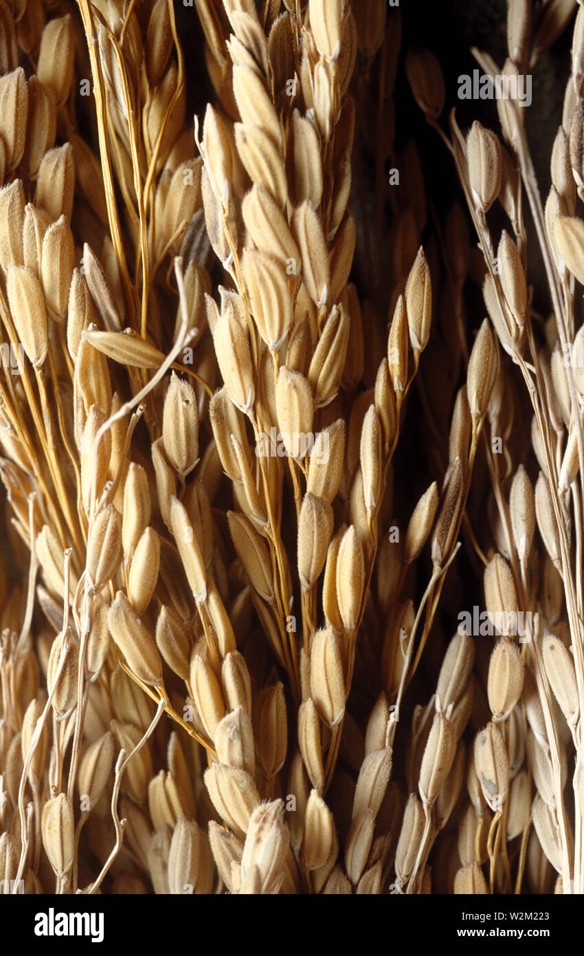 Rice seeds at the seed bank at Nayakrishi (new agriculture) head office ...