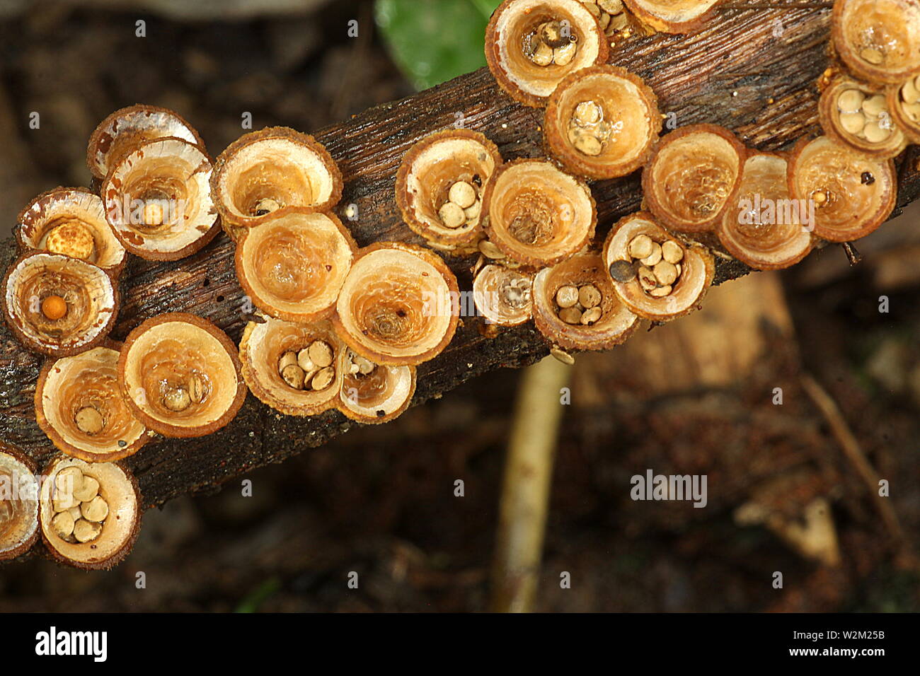Bird nest fungi Stock Photo - Alamy