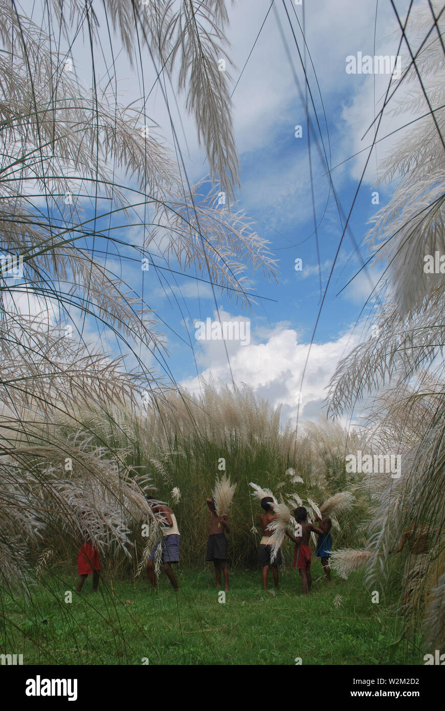 Kashphool (catkin) blooms with narrow leaves in autumn on the banks of ...