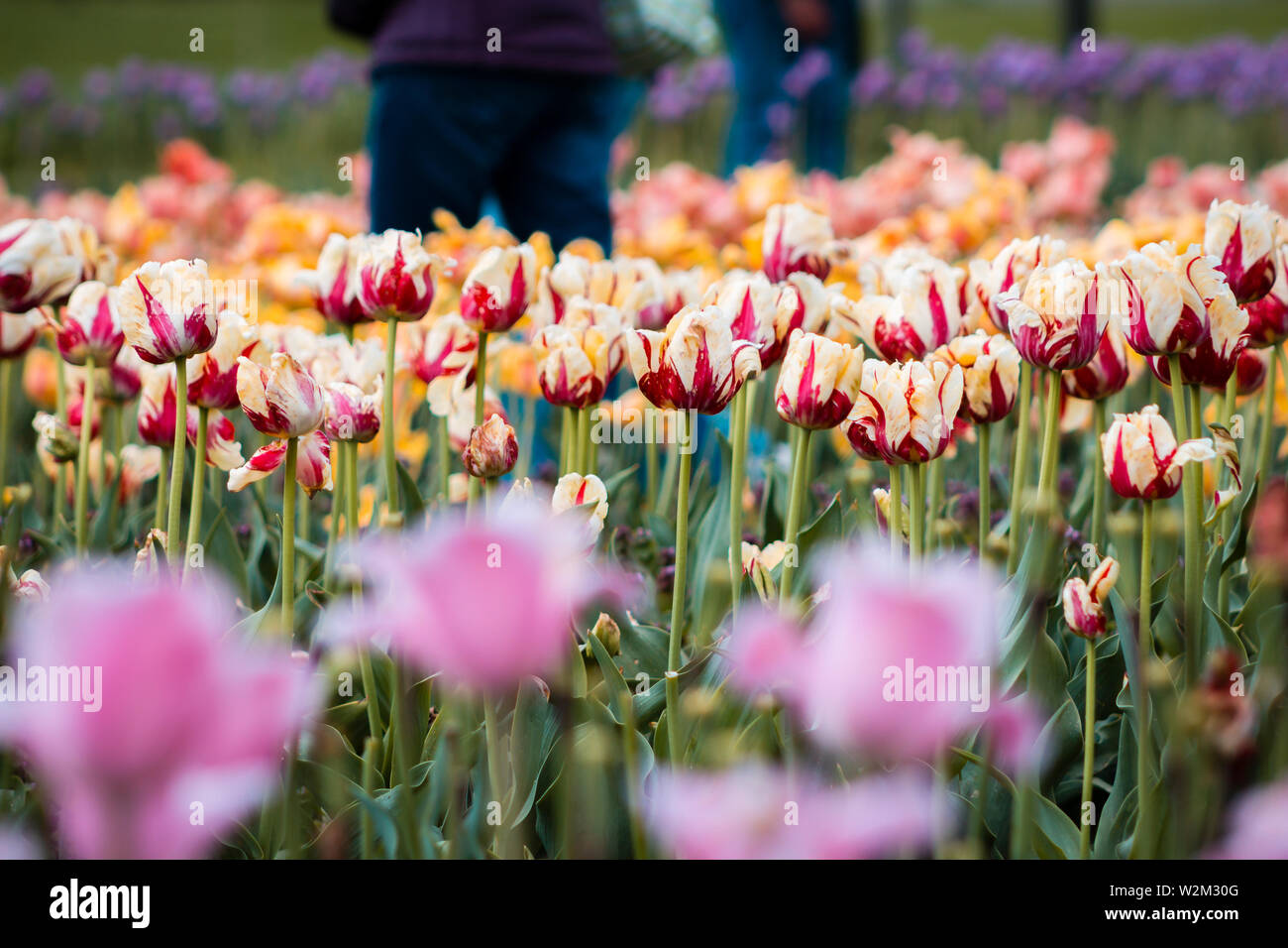 Tourist walking through the tulip fields in Holland Michigan during the ...
