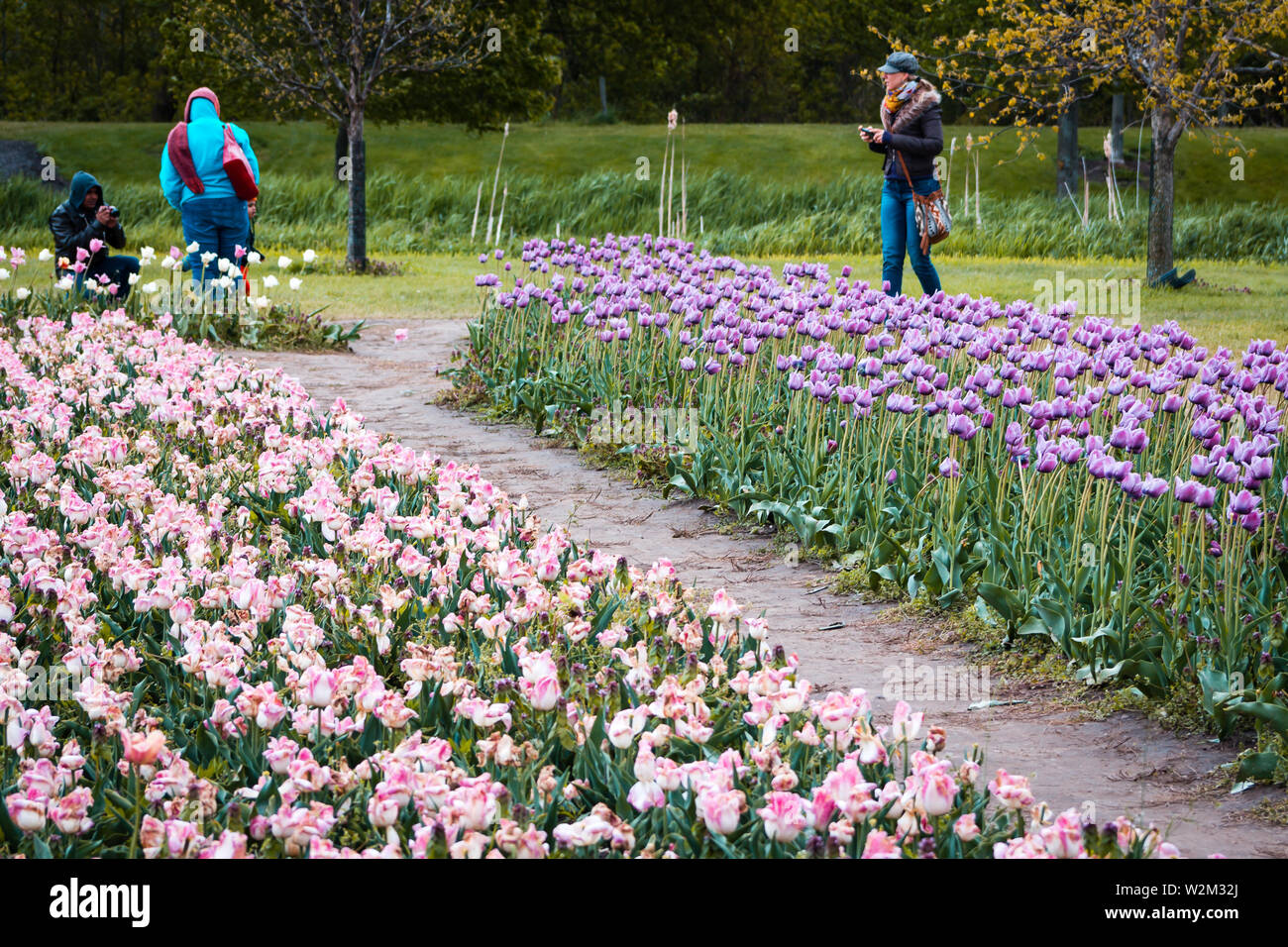 Tourists taking photos by the tulips during the Tulip Time festival in ...
