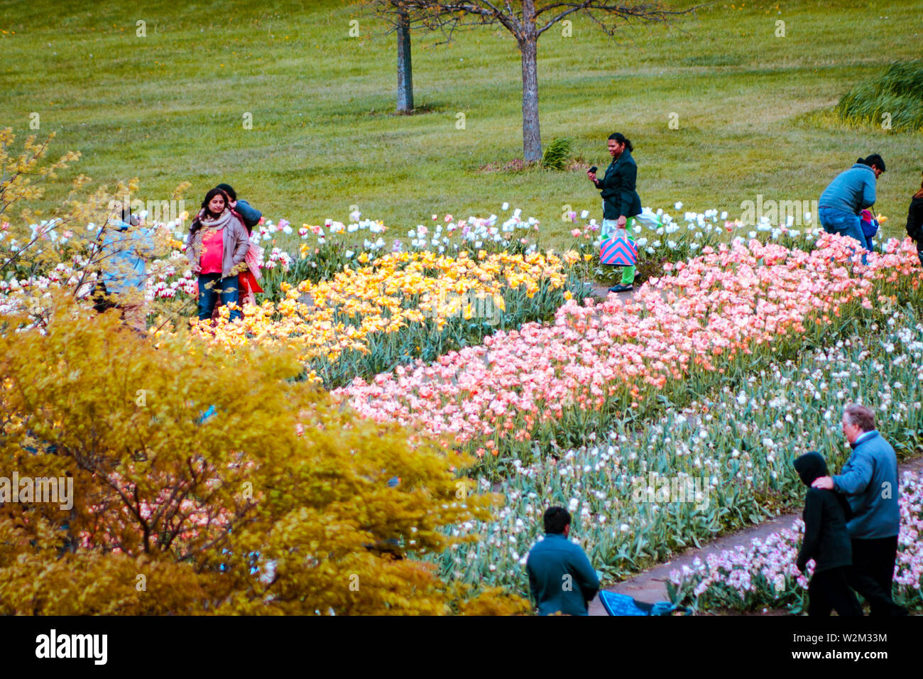 Holland michigan tulip hi-res stock photography and images - Alamy