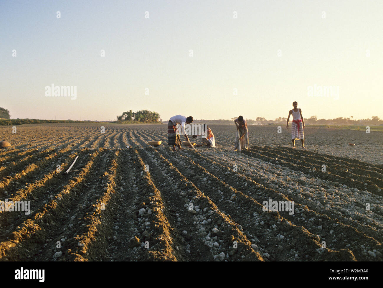 Farmers preparing the land in furrows before planting potatoes ...