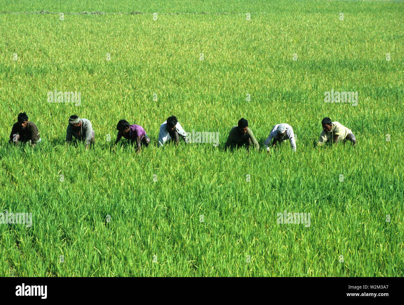 Farmers tending their paddy fields. Faridpur. Bangladesh Stock Photo ...