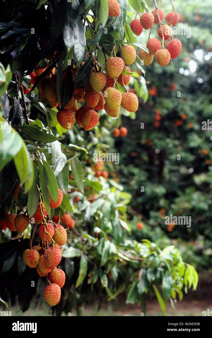 Lychee bangladesh hi-res stock photography and images - Alamy